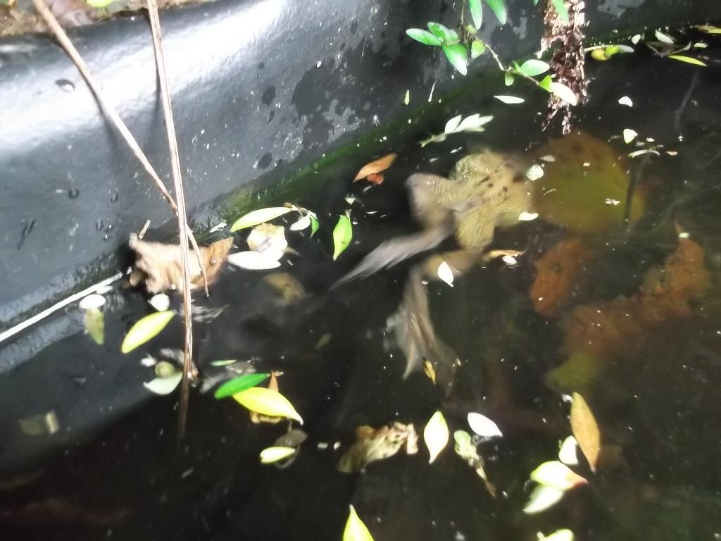 pond life - General Discussion / Off topic discussion & Everything Else - The Farm Toys Forum